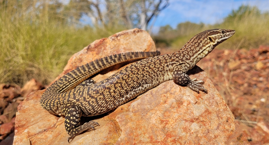 Ridge-tailed Monitor in June 2023 by Wyn Russell · iNaturalist
