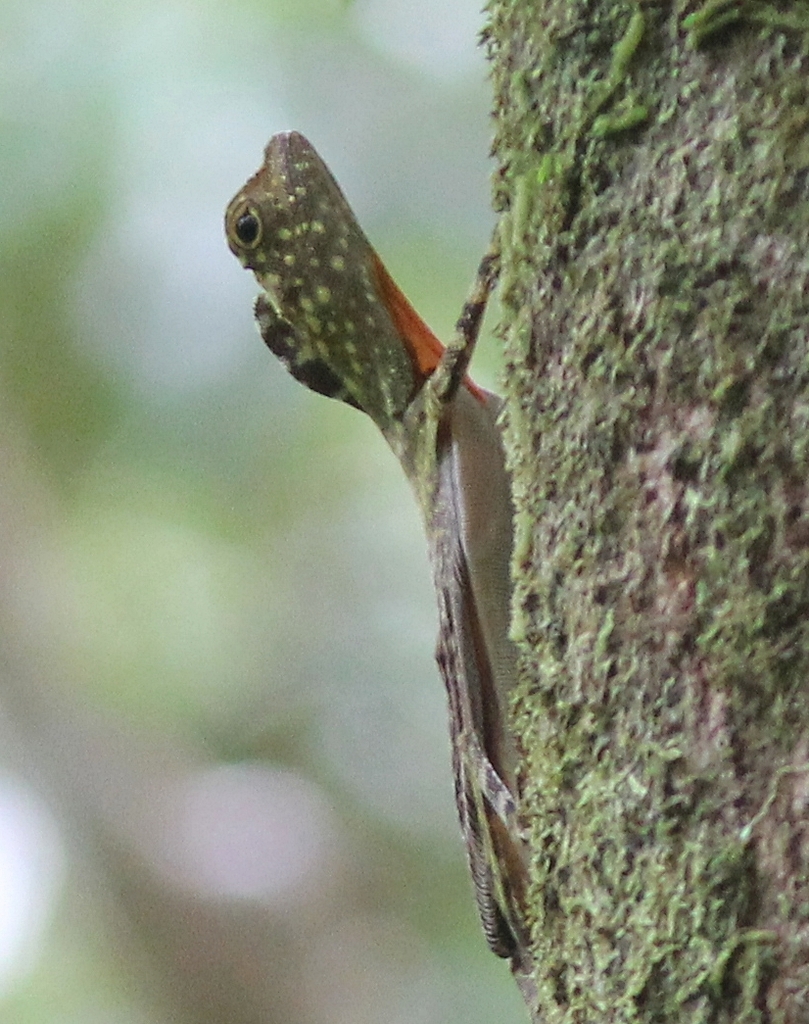 Mindanao Flying Lizard (Draco mindanensis) - Snakes and Lizards
