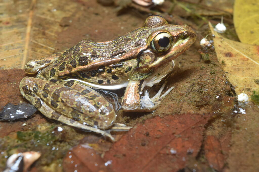 American Water Frogs in January 2023 by rene_vela · iNaturalist