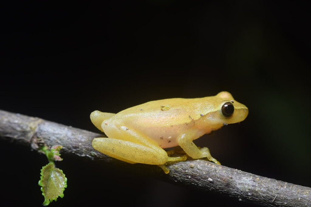 Tree Frogs and Allies in January 2023 by rene_vela · iNaturalist