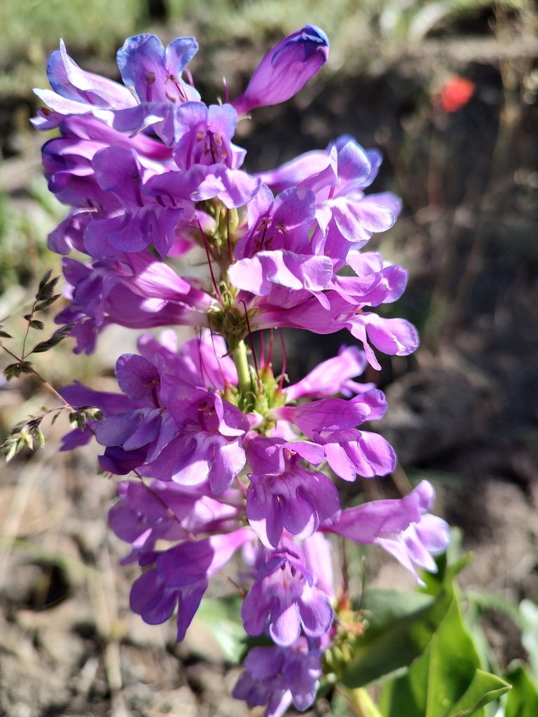 Blue Mountain Beardtongue from Asotin County, WA, USA on June 18, 2023 ...