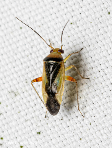 Prolygus nigriclavus · iNaturalist