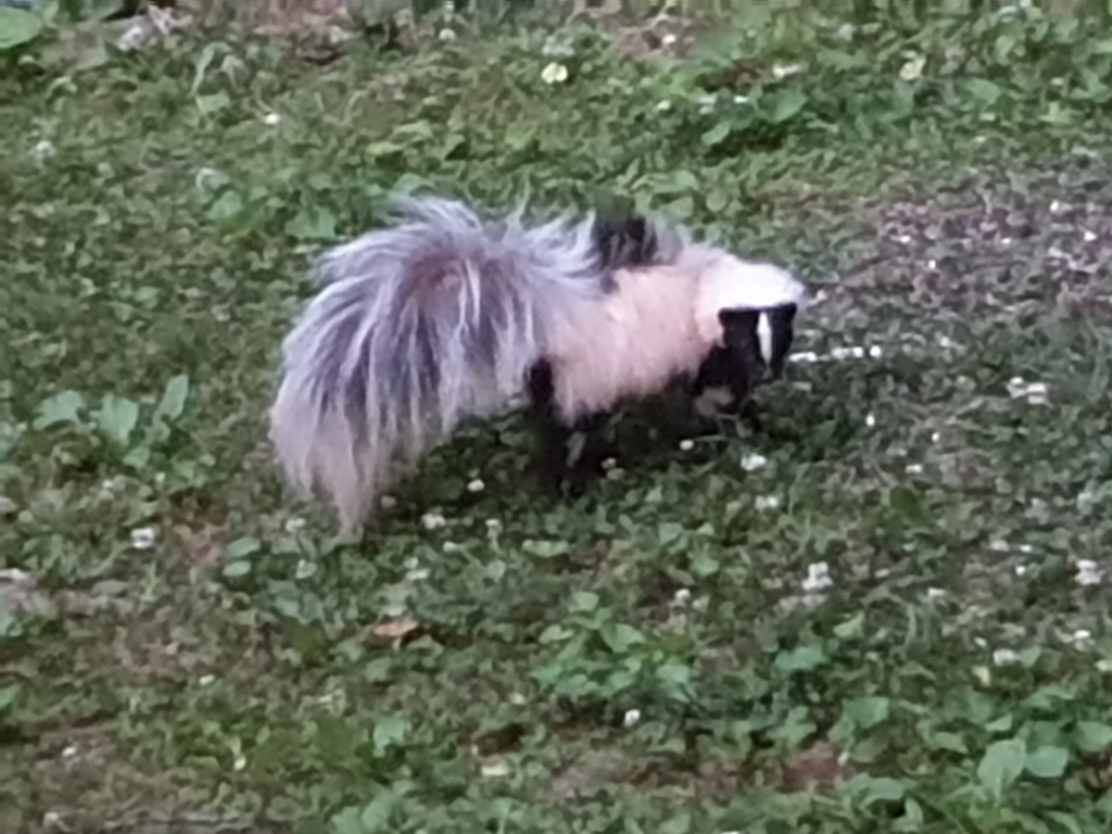 Striped Skunk from McDonald, TN 37353, USA on June 18, 2023 at 09:02 PM ...
