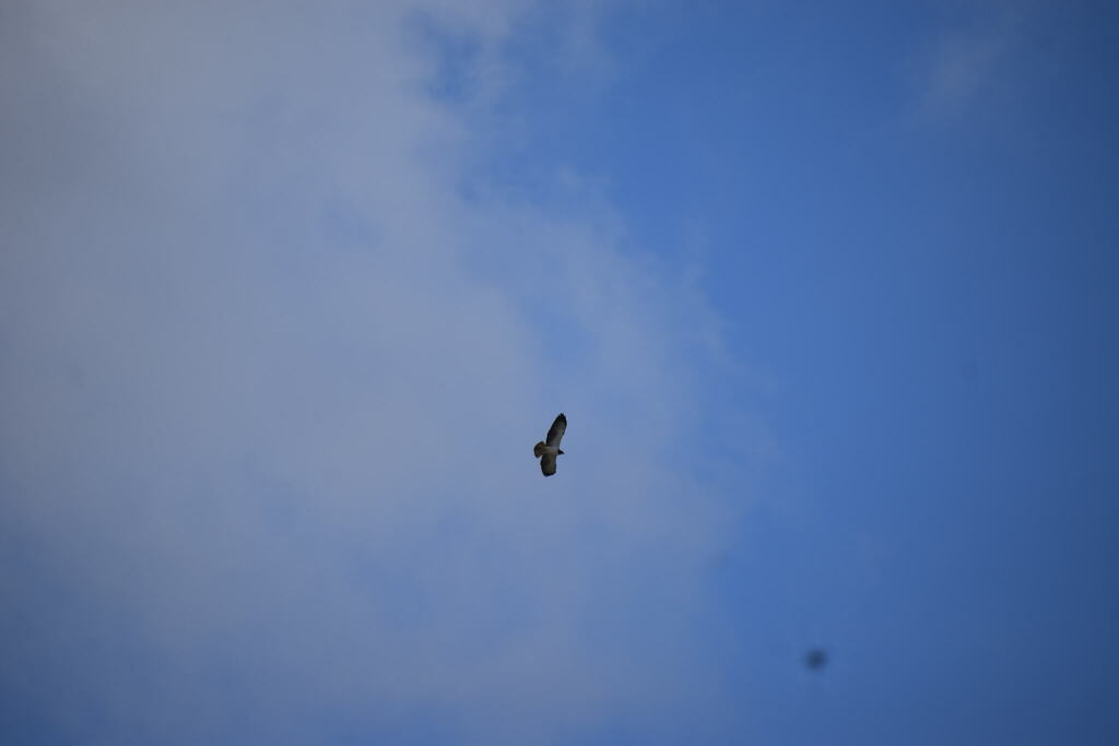 Short-tailed Hawk in January 2023 by rene_vela · iNaturalist