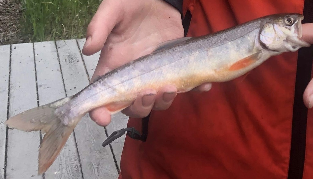 Landlocked Arctic Char in June 2023 by doumchambers. Lac des Îles ...
