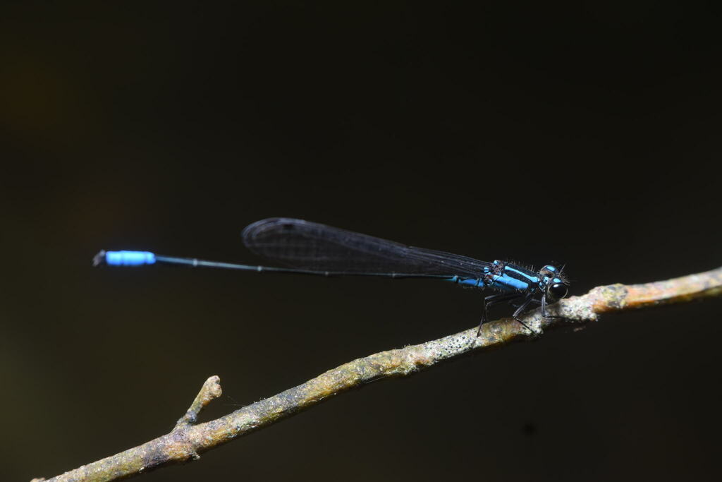 Wedgetails in January 2023 by rene_vela · iNaturalist