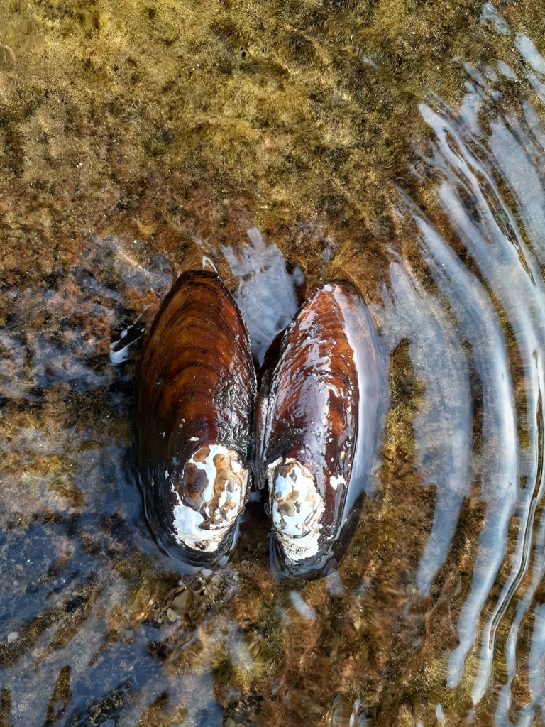 Fatmucket from Tahquamenon Falls State Park on June 17, 2023 at 06:13 ...