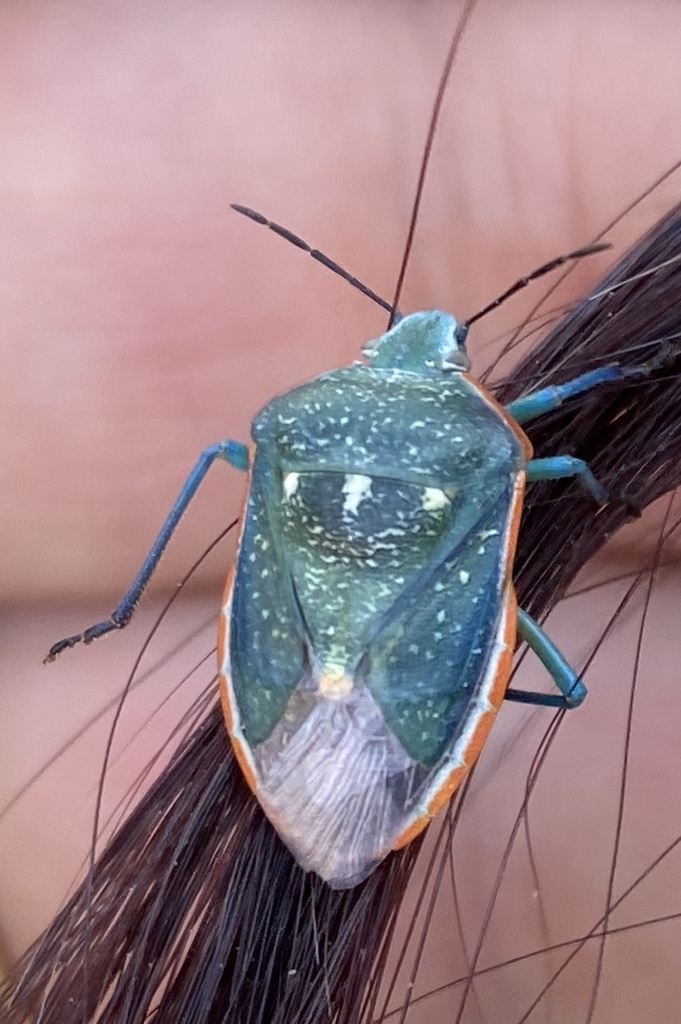 Say's Stink Bug from Mohave County, AZ, USA on May 28, 2023 at 04:04 PM ...