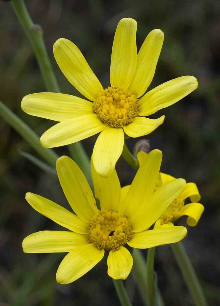 Natal Babooncabbage (Othonna natalensis) - Botanical Realm