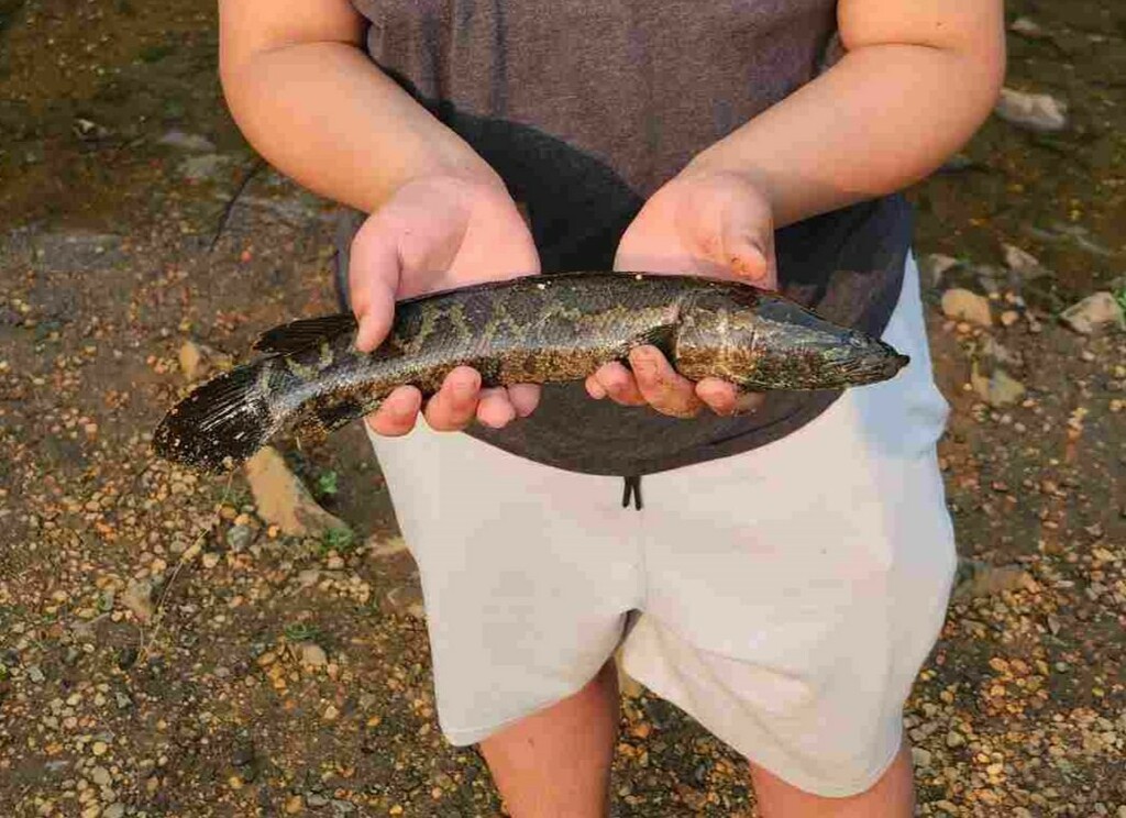 Northern Snakehead from Gloucester Township, NJ, USA on June 18, 2023 ...