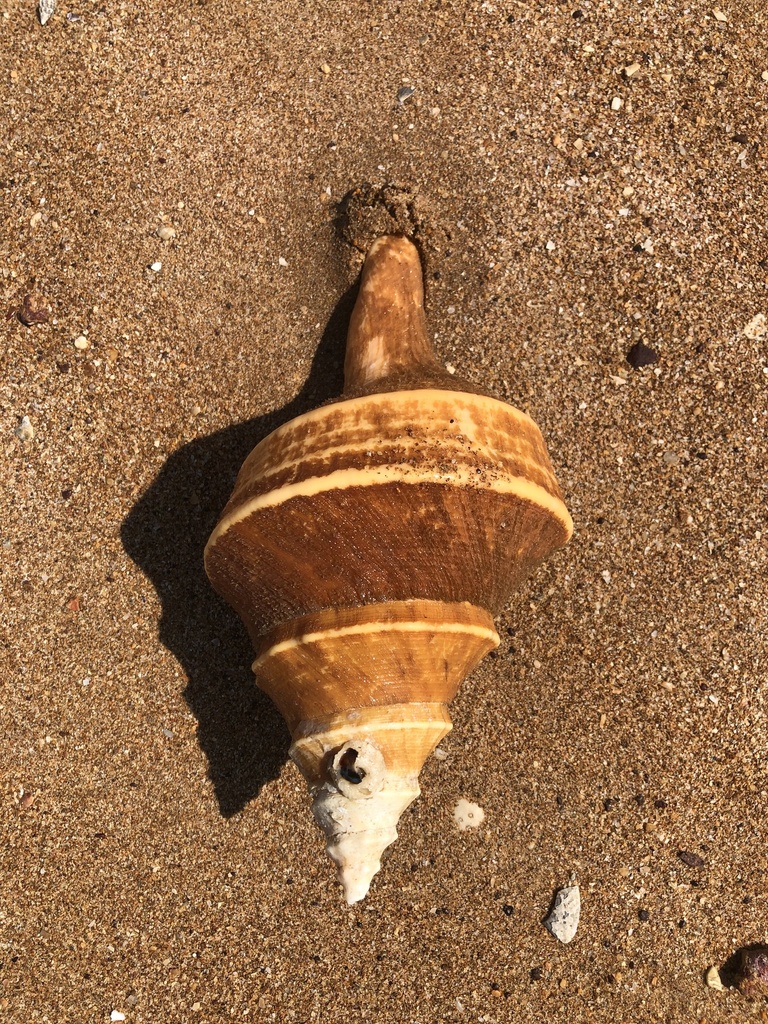 Australian Trumpet from Beagle Gulf, Bynoe Harbour, NT, AU on June 19 ...