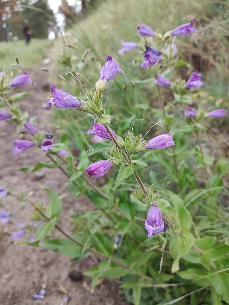 Penstemon glandulosus glandulosus from Garfield County, WA, USA on June ...