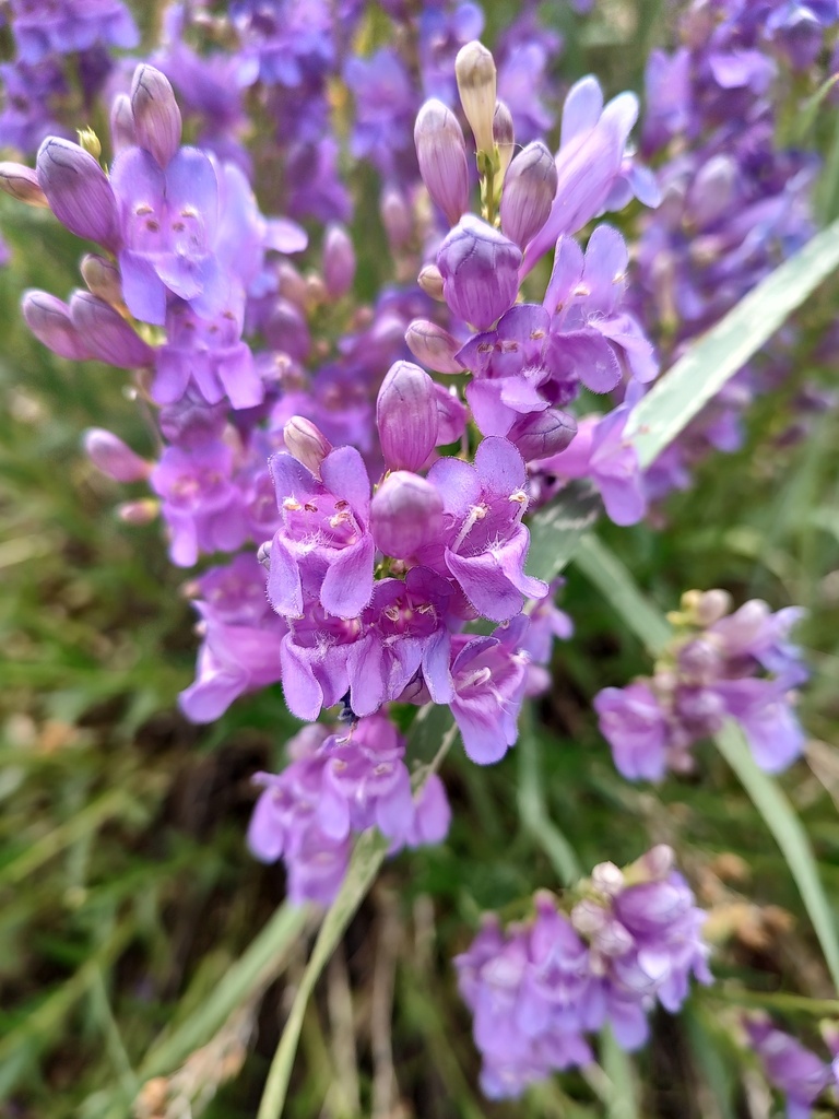 Venus Penstemon from Garfield County, WA, USA on June 17, 2023 at 11:19 ...