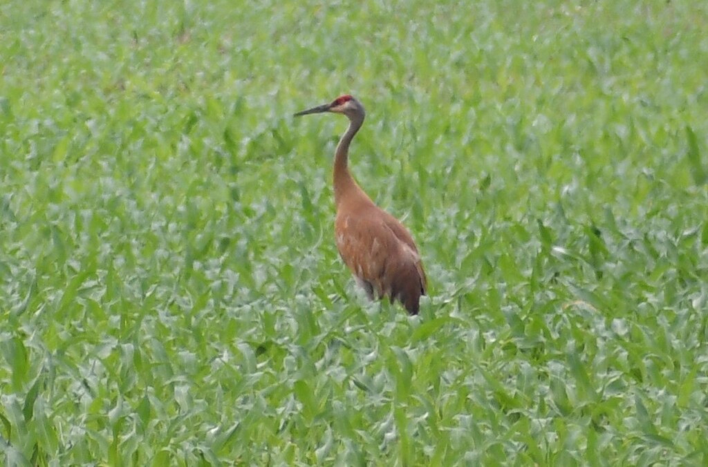 Sandhill Crane from Waite Park, MN, USA on June 18, 2023 at 03:29 PM by ...