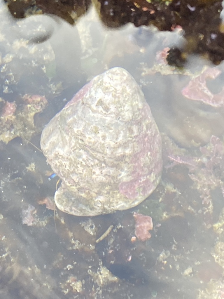 Common Tent Shell from Tasman Sea, Mullaway, NSW, AU on June 19, 2023 ...