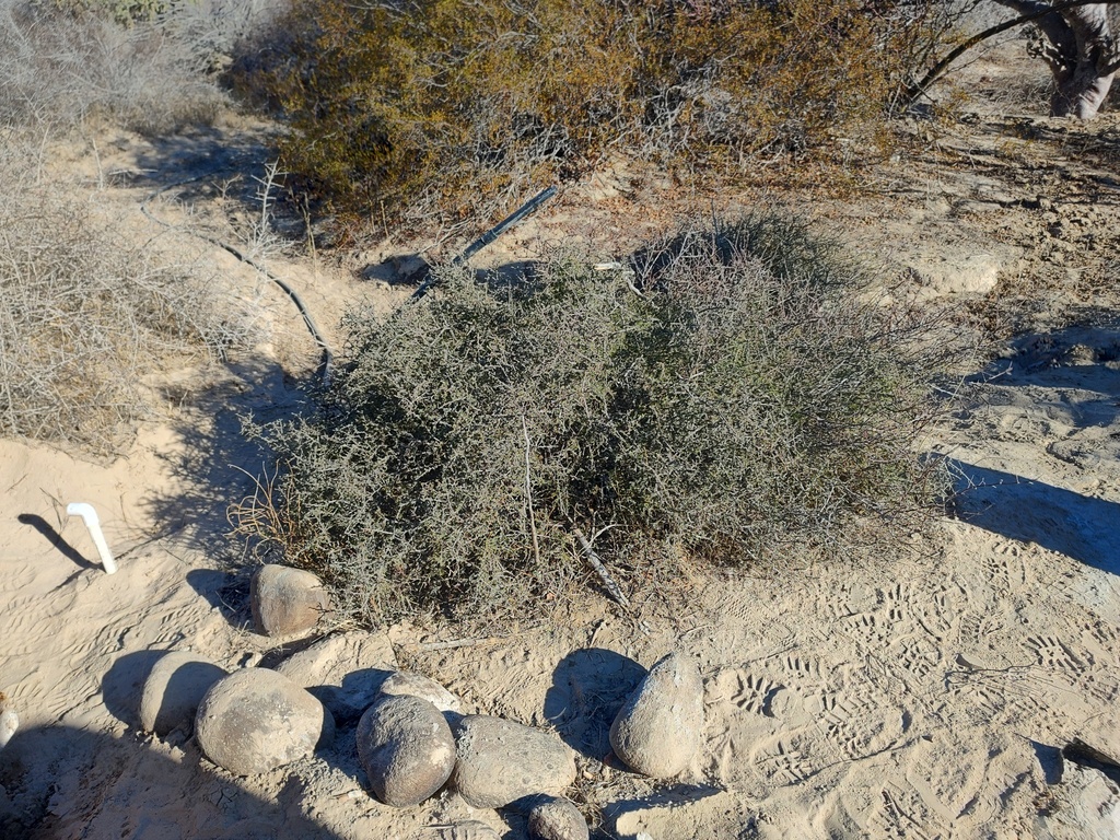 Desert Caper from Mulegé, B.C.S., México on June 10, 2023 at 07:38 AM ...