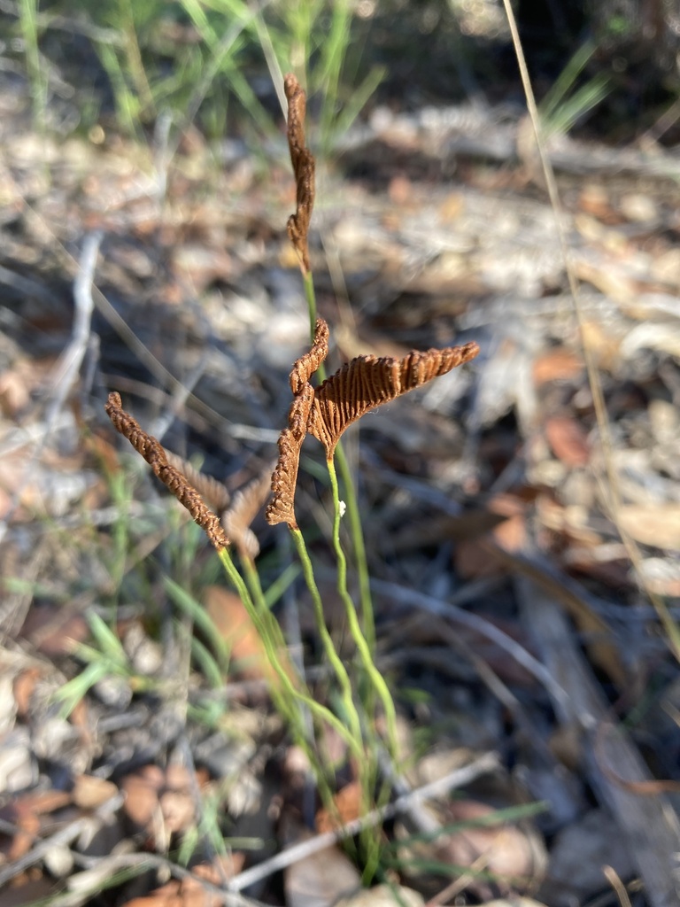 Forked Comb Fern from Burns Rd, Springwood, NSW, AU on June 19, 2023 at ...