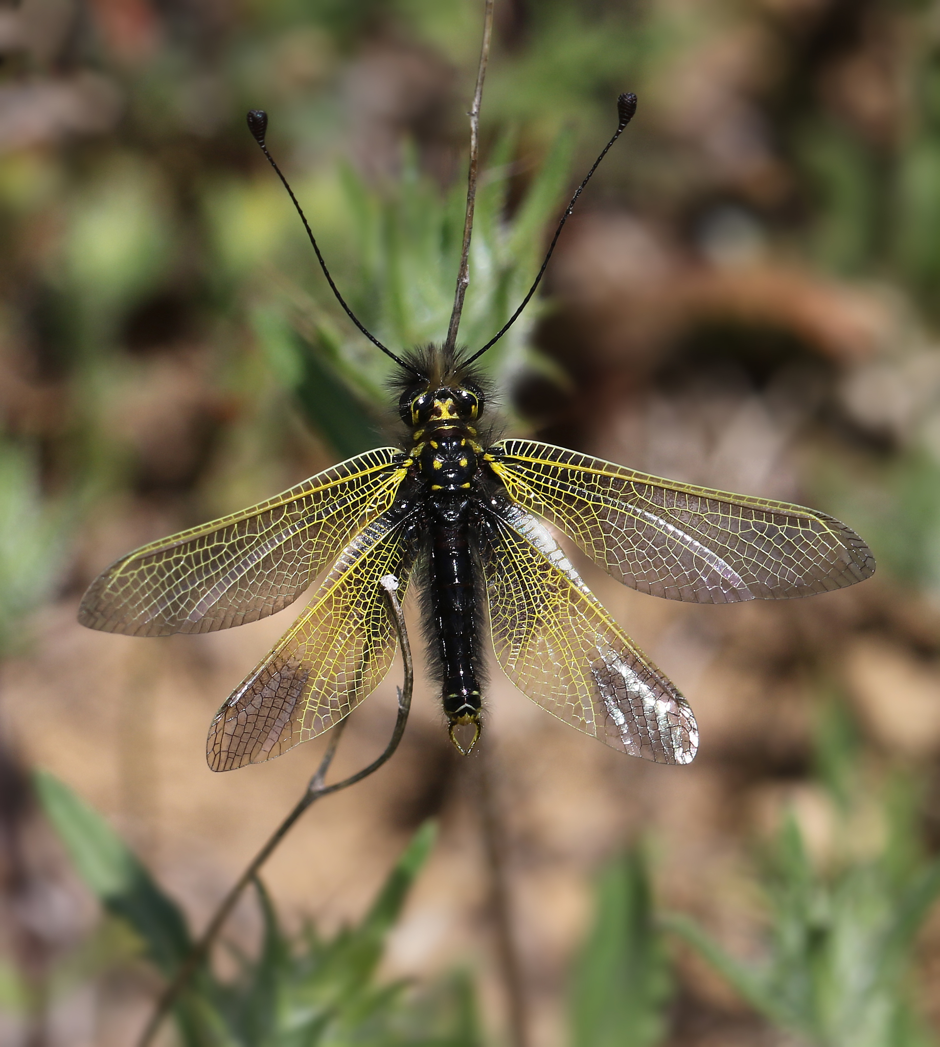 Libelloides ictericus (Charpentier, 1825)