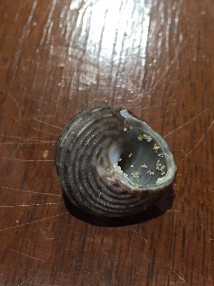 Southern ribbed top snail from Bongil Bongil National Park, Bundagen ...
