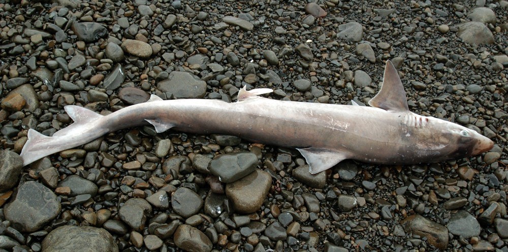 School Shark in October 2012 by Mike Patterson · iNaturalist