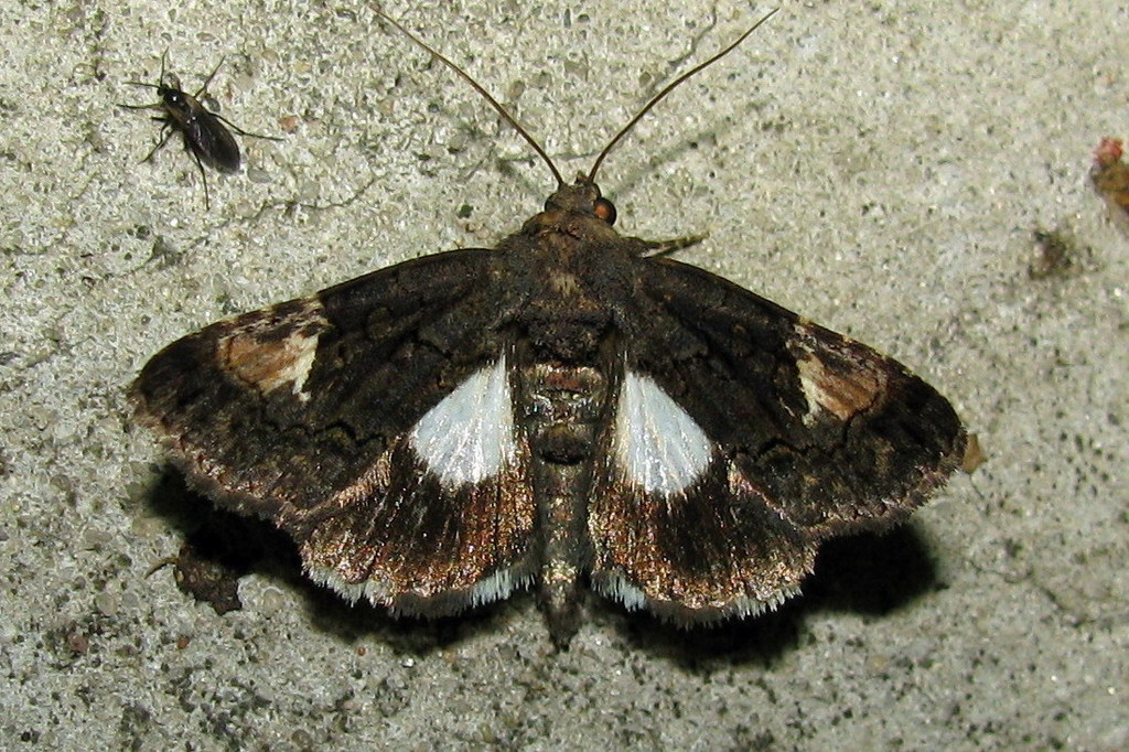 Aedia funesta (Noctuidae of Africa) · iNaturalist