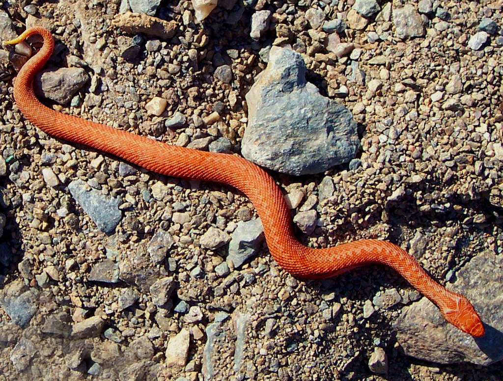 Adder (Vipera berus) - Snakes and Lizards