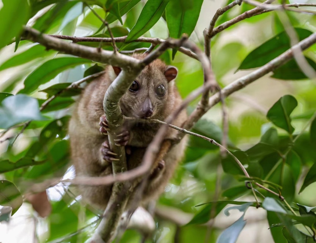 Northern Common Cuscus in June 2023 by shigui_huang · iNaturalist