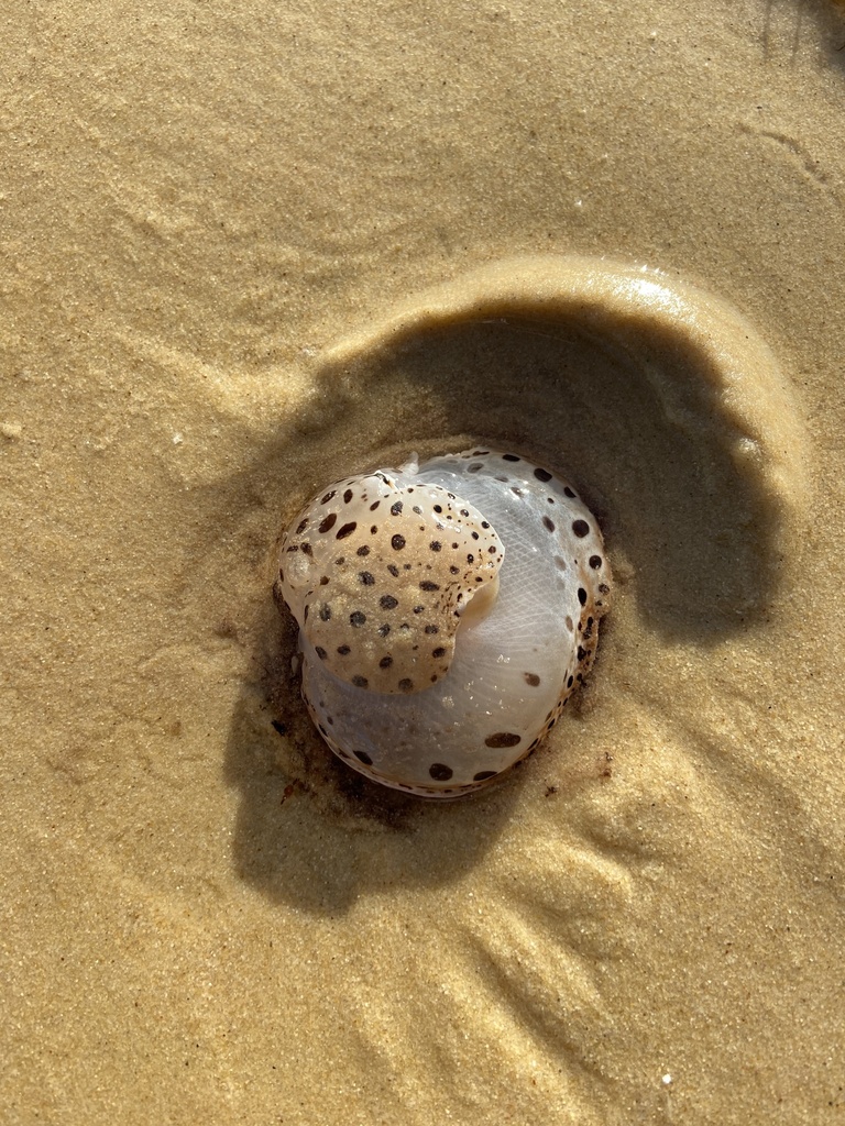 Moon-headed Sidegill Slug from Moreton Island National Park and ...