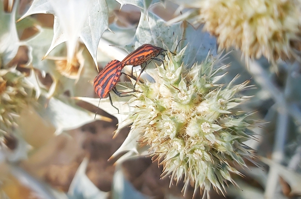 Continental Striped Shield Bug from Castelldefels, Barcelona, España on ...