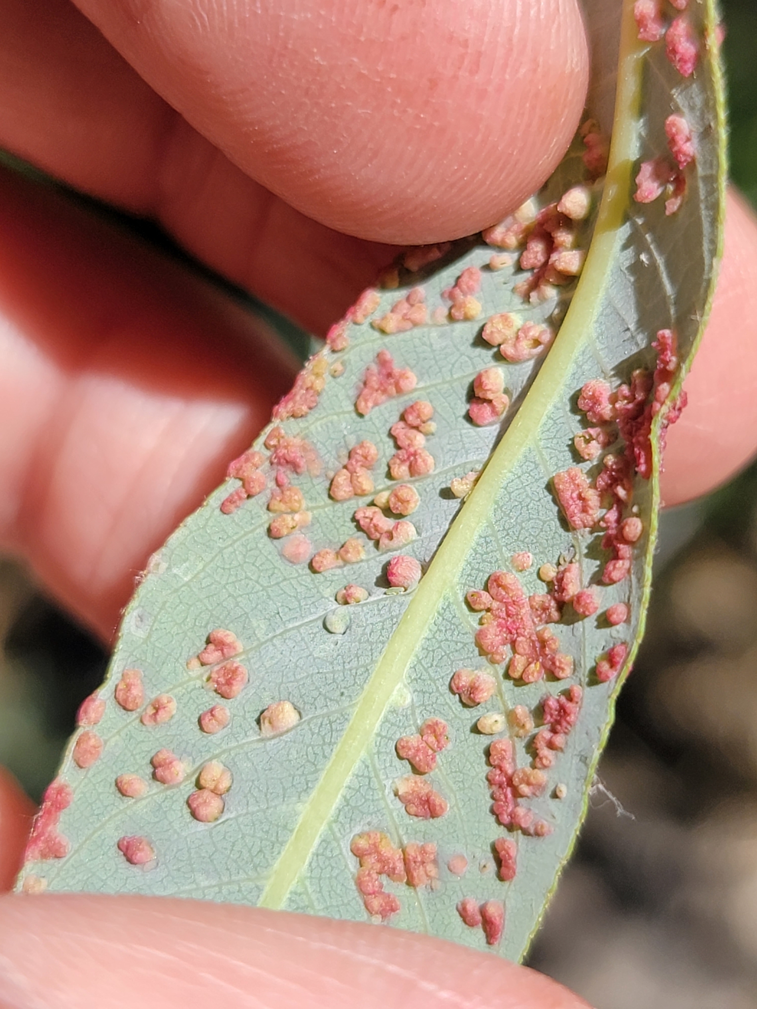 Aculus tetanothrix (Nalepa, 1889)