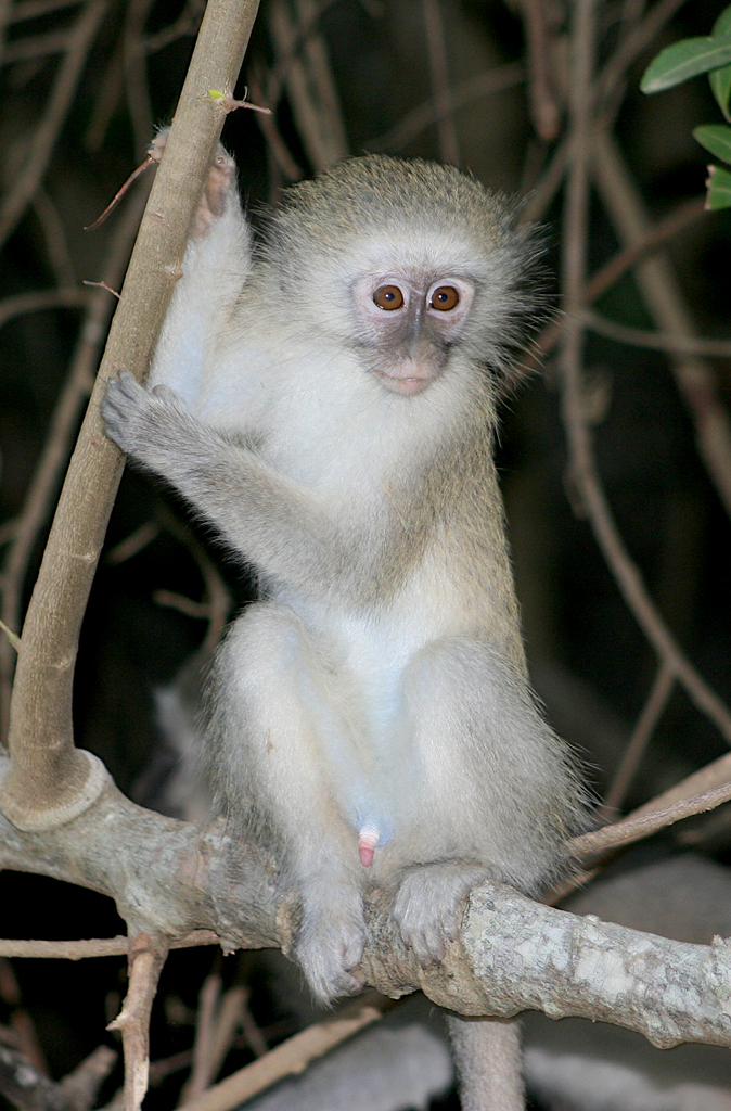 Southern Vervet Monkey from Cape Vidal, South Africa on September 12 ...