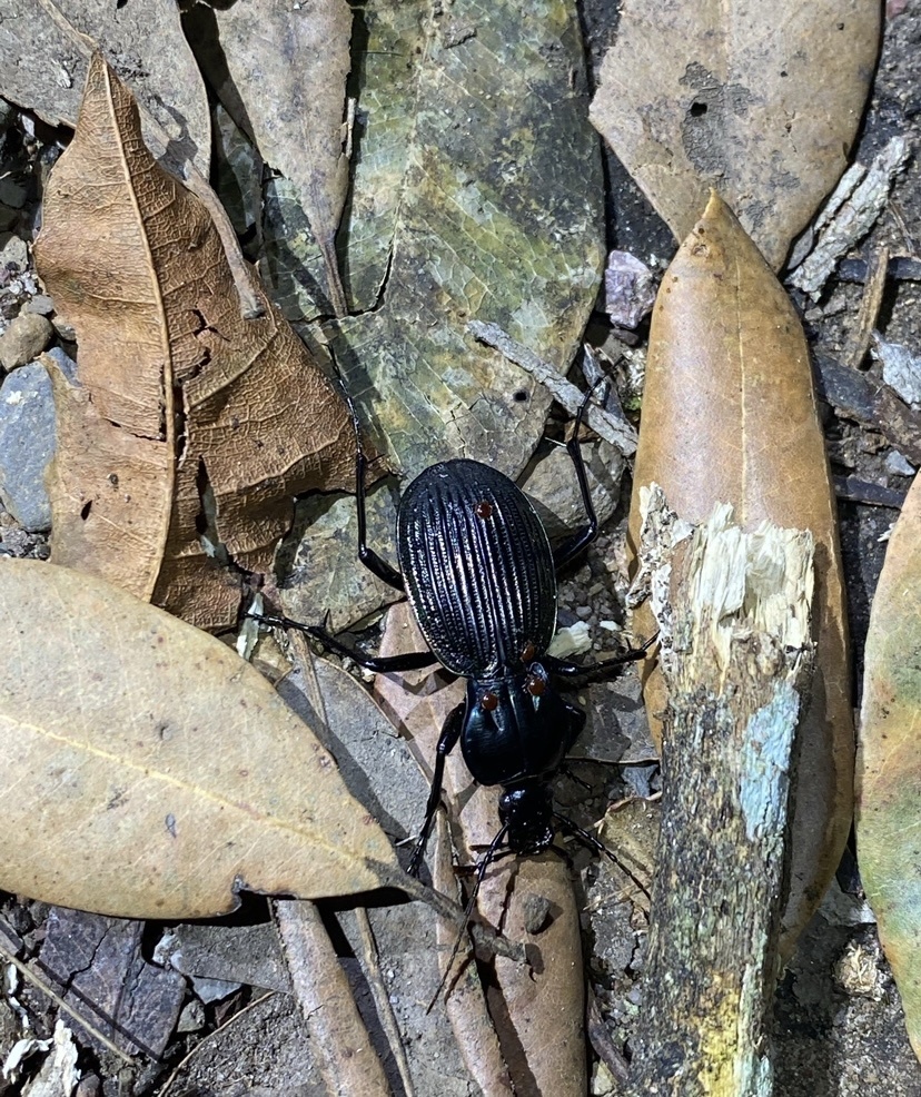 Pamborus alternans from Royal National Park, Royal National Park, NSW ...