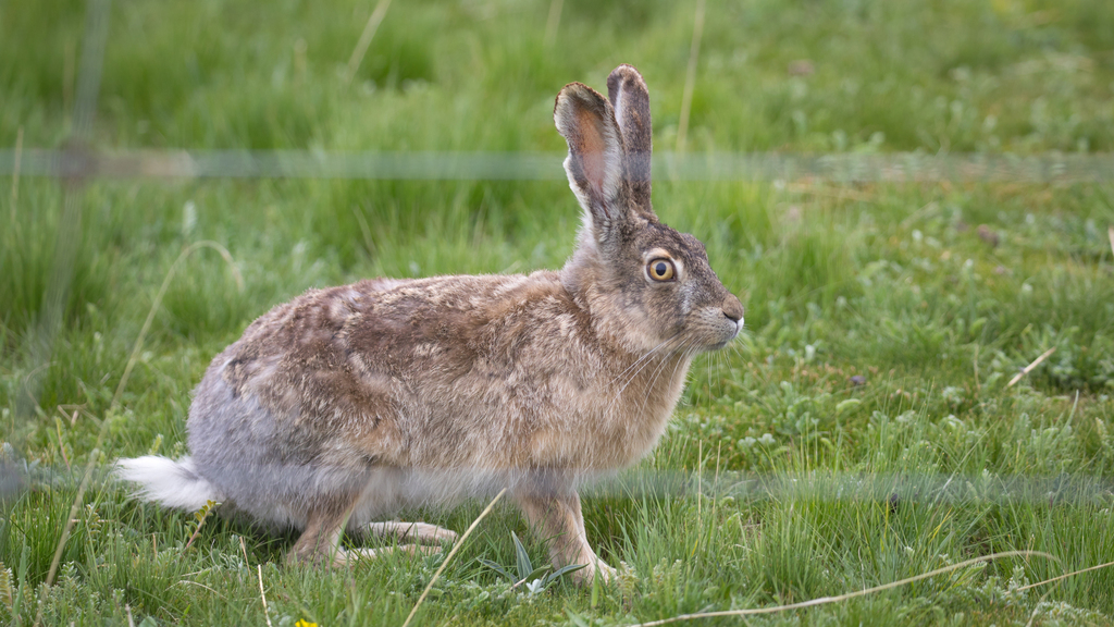 Woolly Hare from 中国青海省海北藏族自治州门源回族自治县 on June 19, 2023 at 04:01 PM by ...