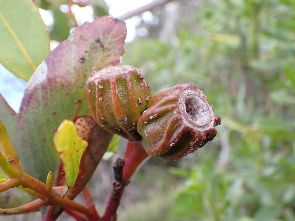 Ridge-fruited mallee in June 2023 by distinguished_orca · iNaturalist