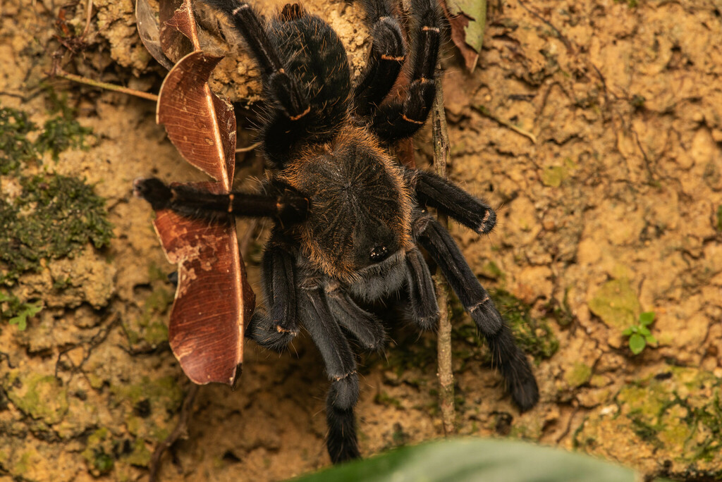 Kalimantan Tarantula in May 2023 by Bob Zakaria · iNaturalist