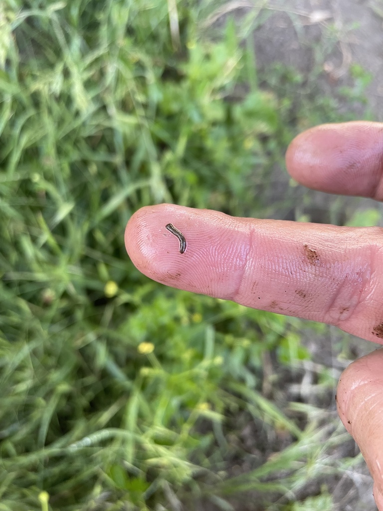 Planariidae from Tovéř, Tovéř, 71, CZ on June 18, 2023 at 07:18 PM by ...