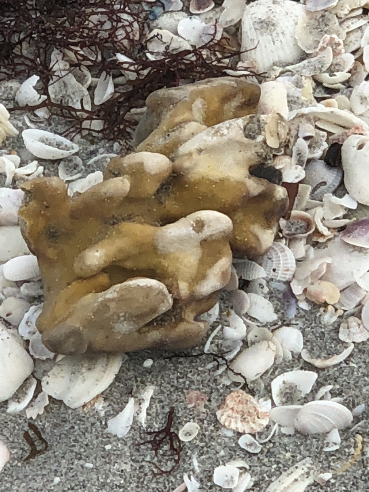 Geodia gibberosa Lamarck, 1815