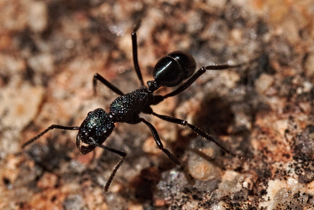Pony Ants from Elachbutting Rock on April 20, 2023 at 11:16 AM by ...