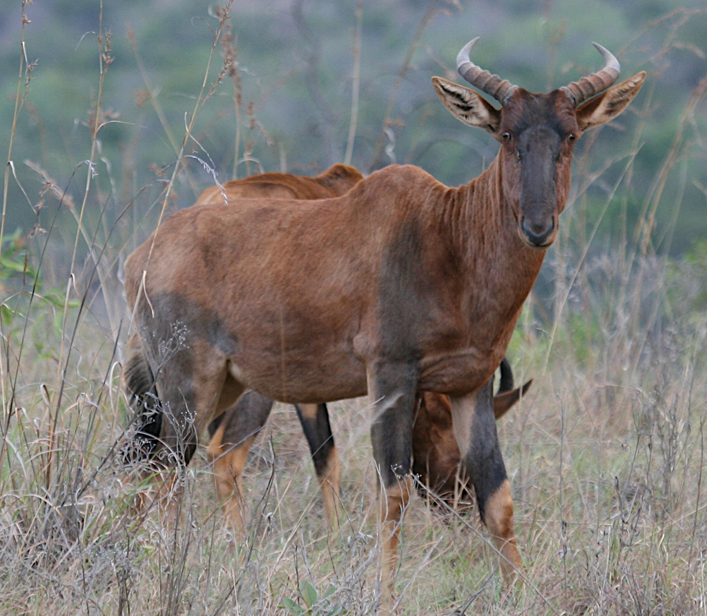 Common Tsessebe in March 2011 by cirolana · iNaturalist