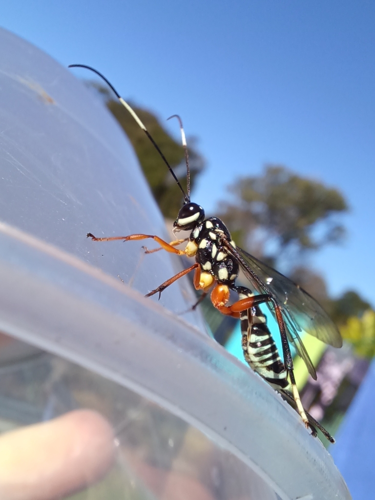 Lemon Tree Borer Parasitoid Wasp from South West Rocks NSW 2431 ...