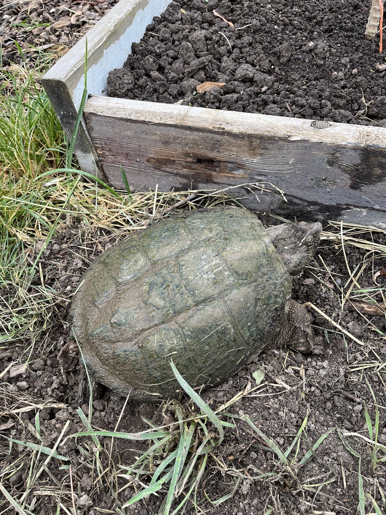 Common Snapping Turtle from Regional Municipality of Niagara, ON ...
