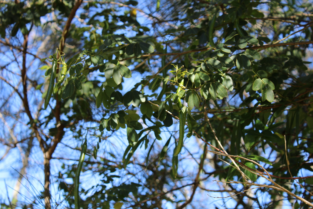 Christmas Senna from Tarbuck Bay Park NSW 2428, Australia on June 19 ...