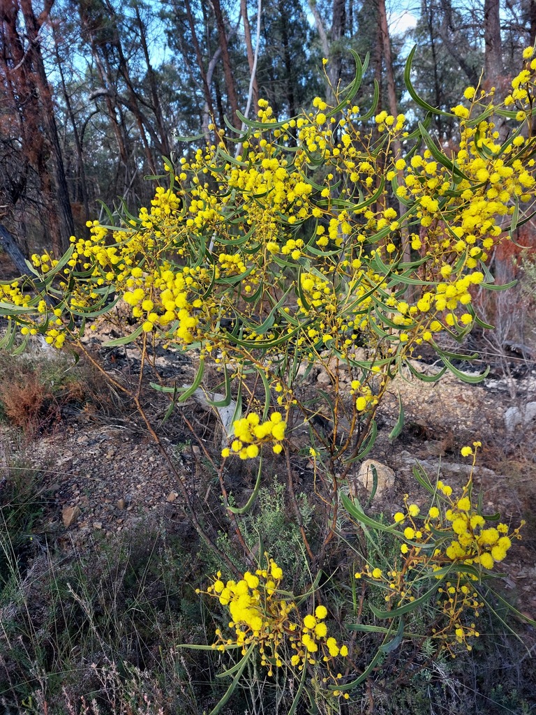 Sword Wattle from Bogee NSW 2849, Australia on June 18, 2023 at 12:26 ...