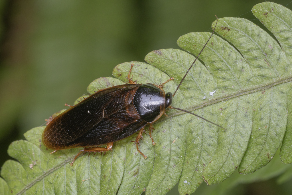 Indian Cockroach from Yio Chu Kang, Singapore on June 18, 2023 at 10:14 ...