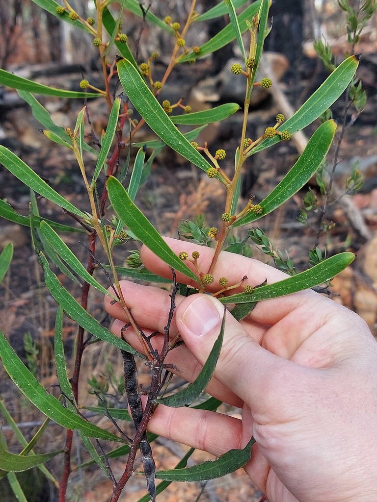 Sword Wattle from Bogee NSW 2849, Australia on June 18, 2023 at 12:49 ...