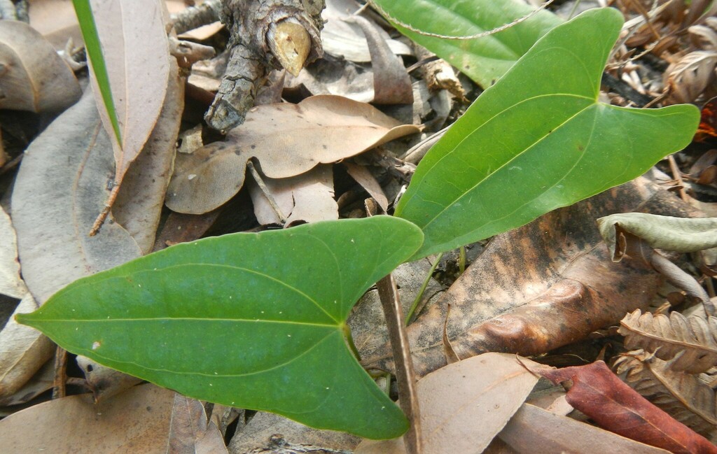 Common Yam Vine from Peachester QLD 4519, Australia on July 29, 2022 at 03:45 PM by R. Vine on ...
