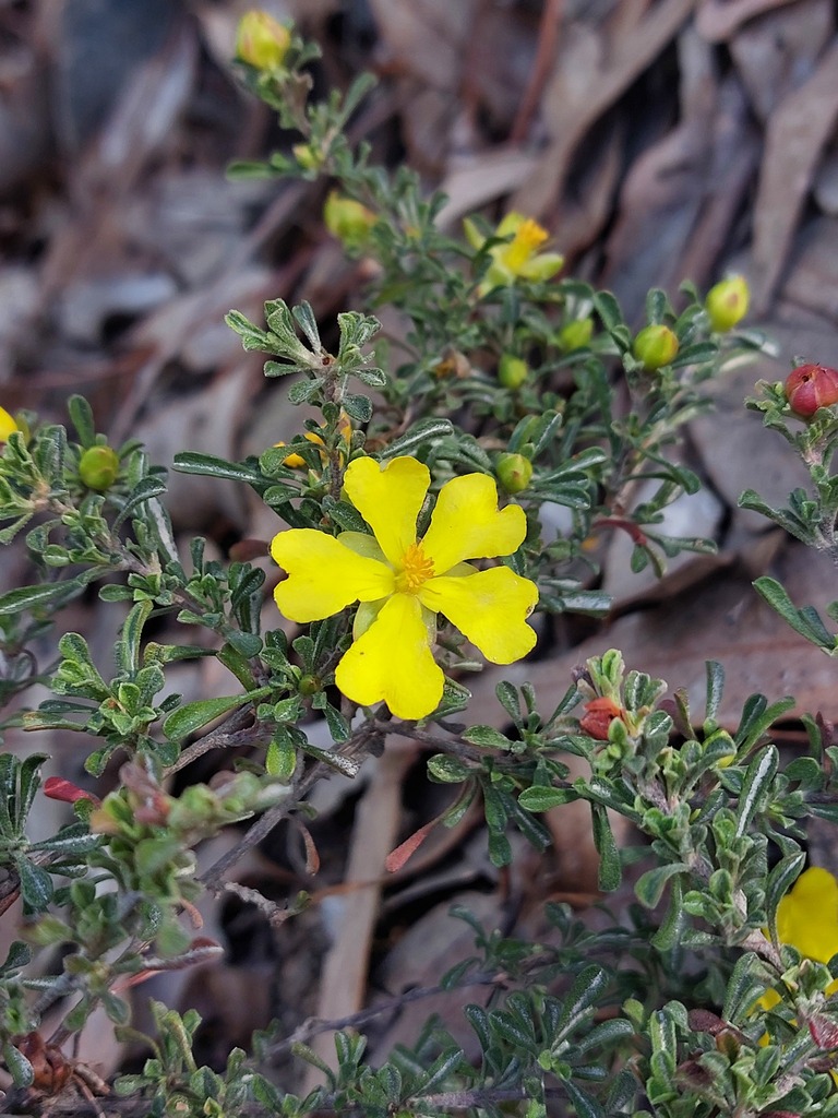 grey guinea flower from Bogee NSW 2849, Australia on June 18, 2023 at ...