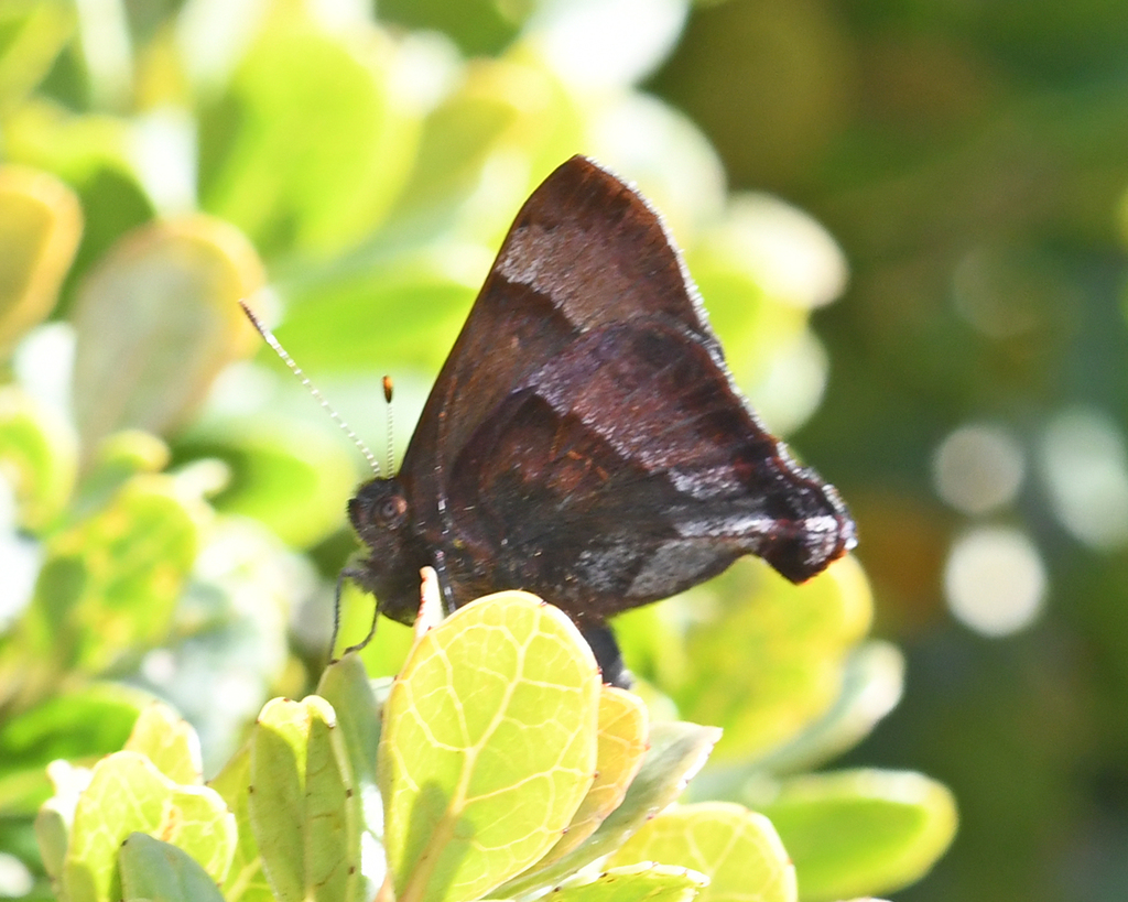 Penaincisalia browni from Loja, EC-LJ, EC on December 1, 2018 by Roger ...