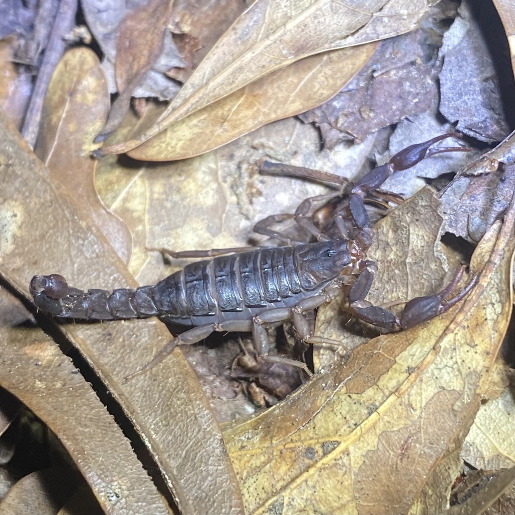 Southern Devil Scorpion from Buckhorn Rd, Greer, SC, US on June 19 ...