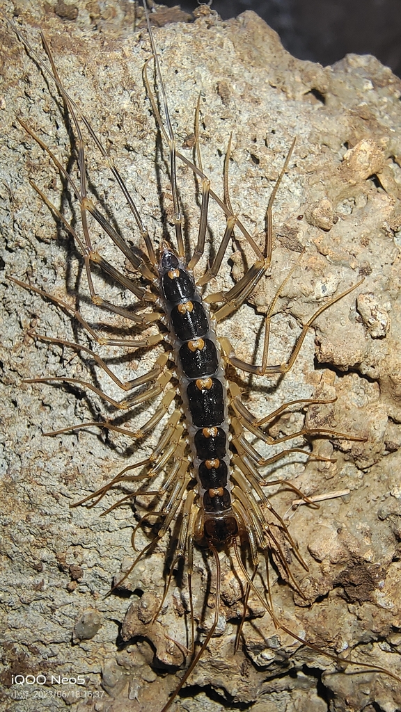 Long-legged Centipede from Kunming, CN-YN, CN on June 18, 2023 at 04:37 ...